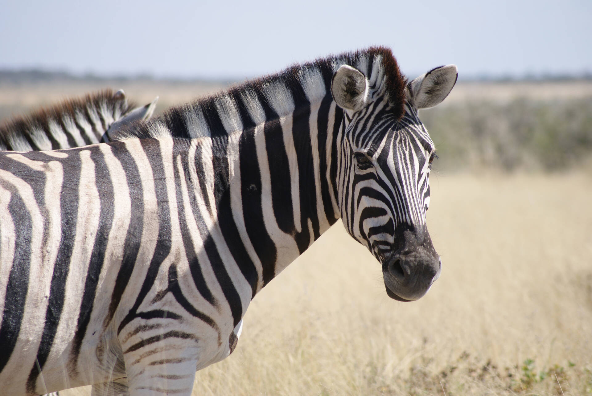 Heal yourself in Africa - Anders dan Anders