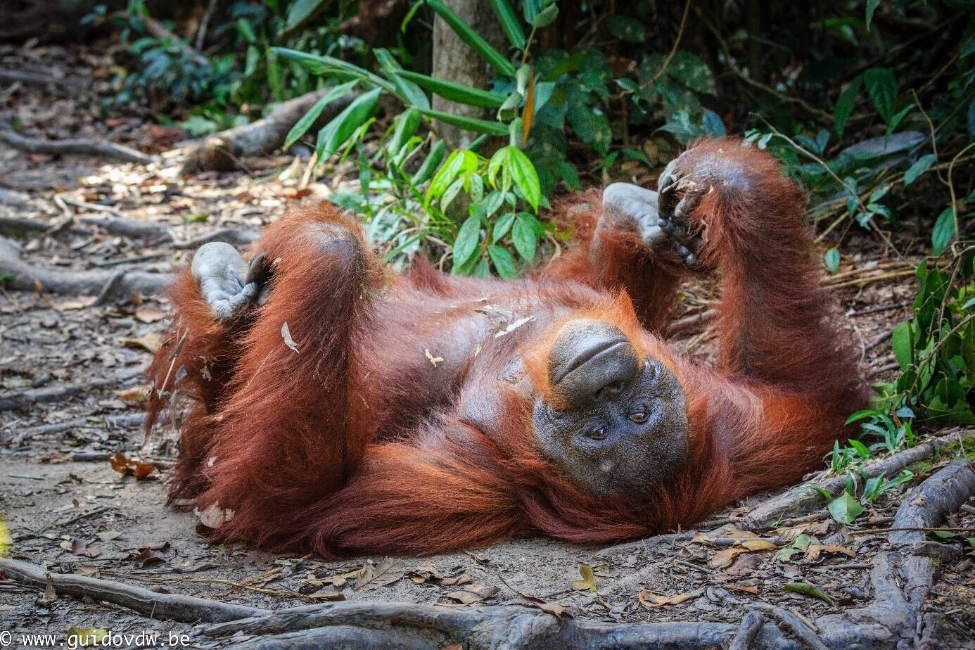 Jungle meetings met Orang Oetans - anders dan anders