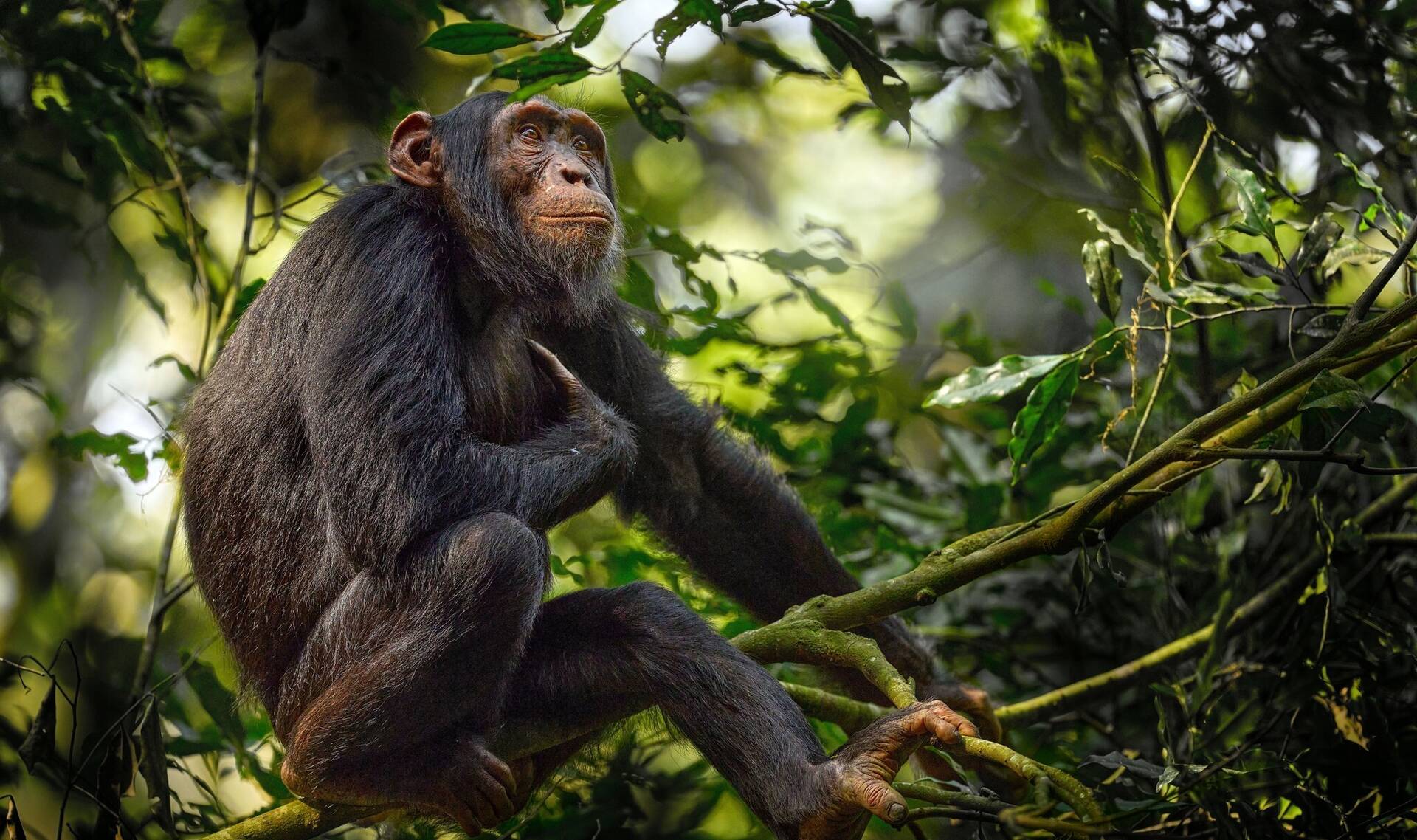 Oeganda - reisprogramma anders dan anders - anders dan anders